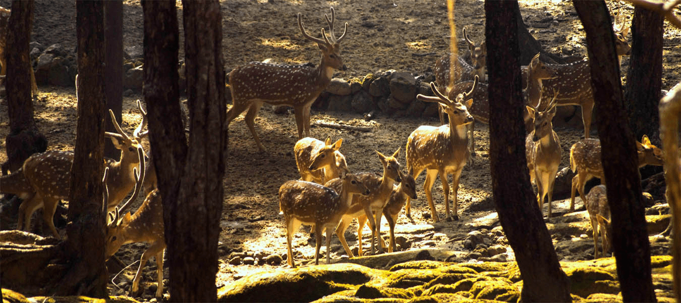 Top 6 Pre Wedding Shoot Locations In Dehradun - Wedding Vyapar